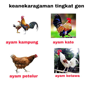 BAB 4 KEANEKARAGAMAN HAYATI (Gen, Jenis/Spesies, Ekosistem) - Siswa Biologi