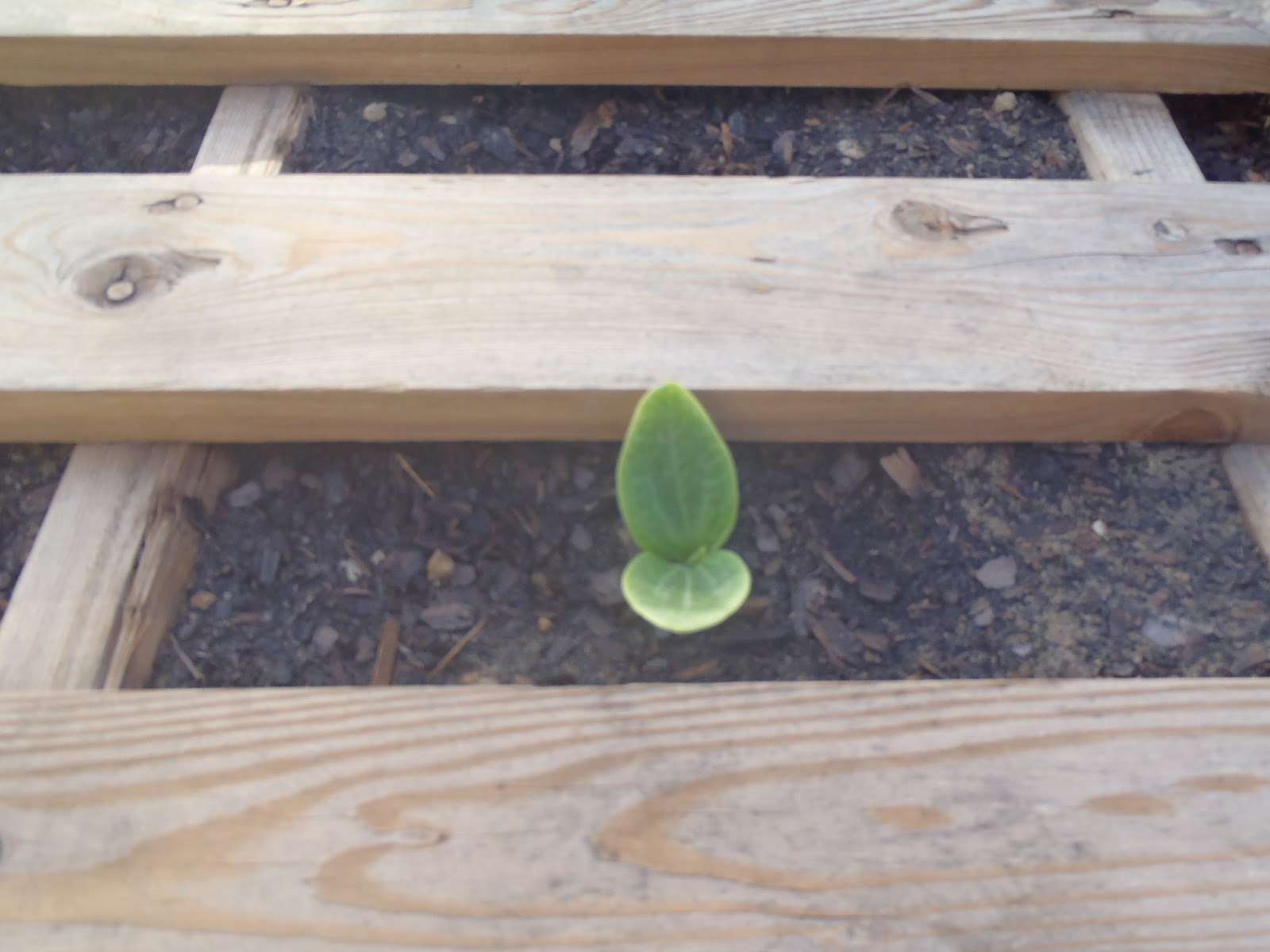 Becky's Blog - lots of fun shtuff: Pallet Garden Update
