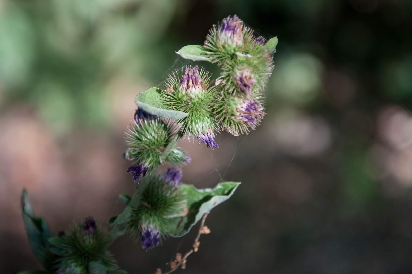Desde Alájar: Lampazo menor o bardana