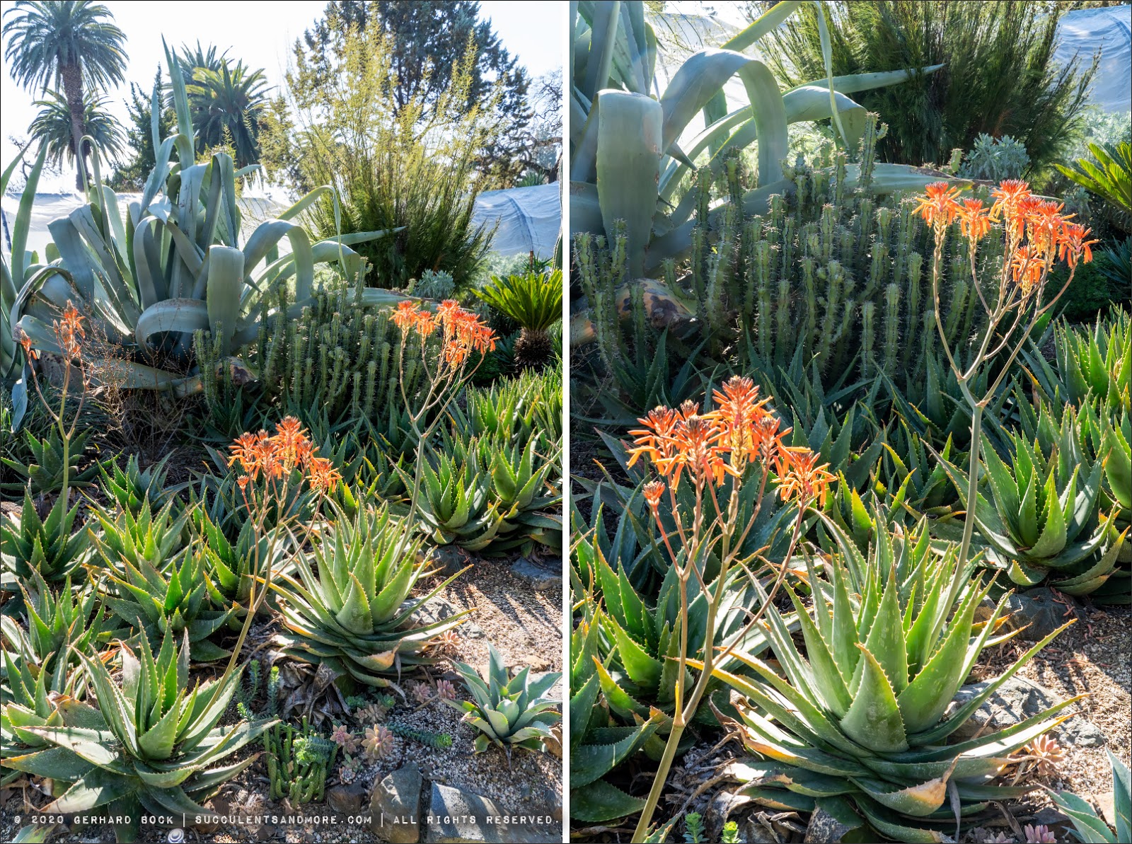 Aloes flowering at the Ruth Bancroft Garden right now