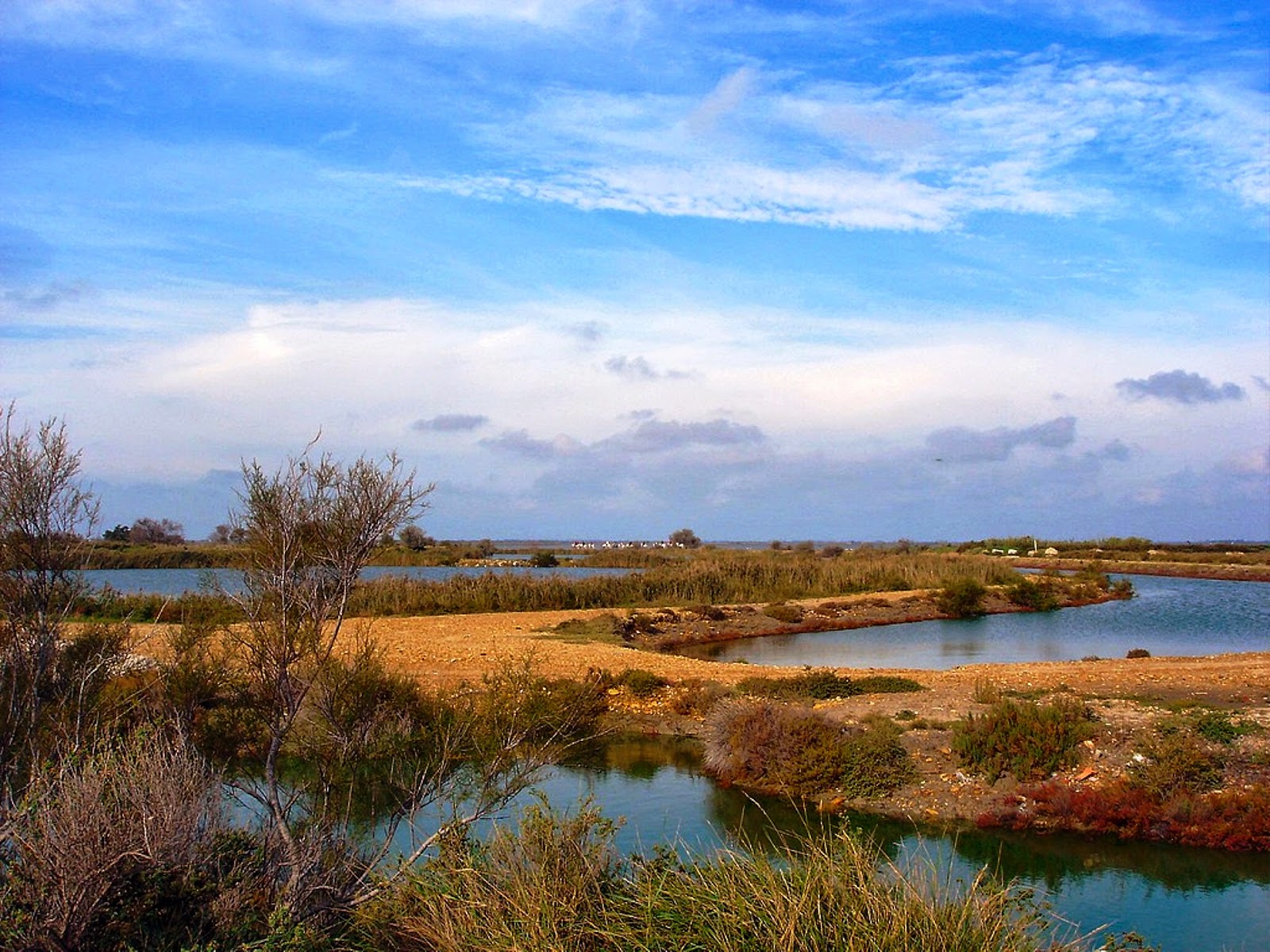 De la Camargue :aux Alpilles : visites guidées par une guide ...
