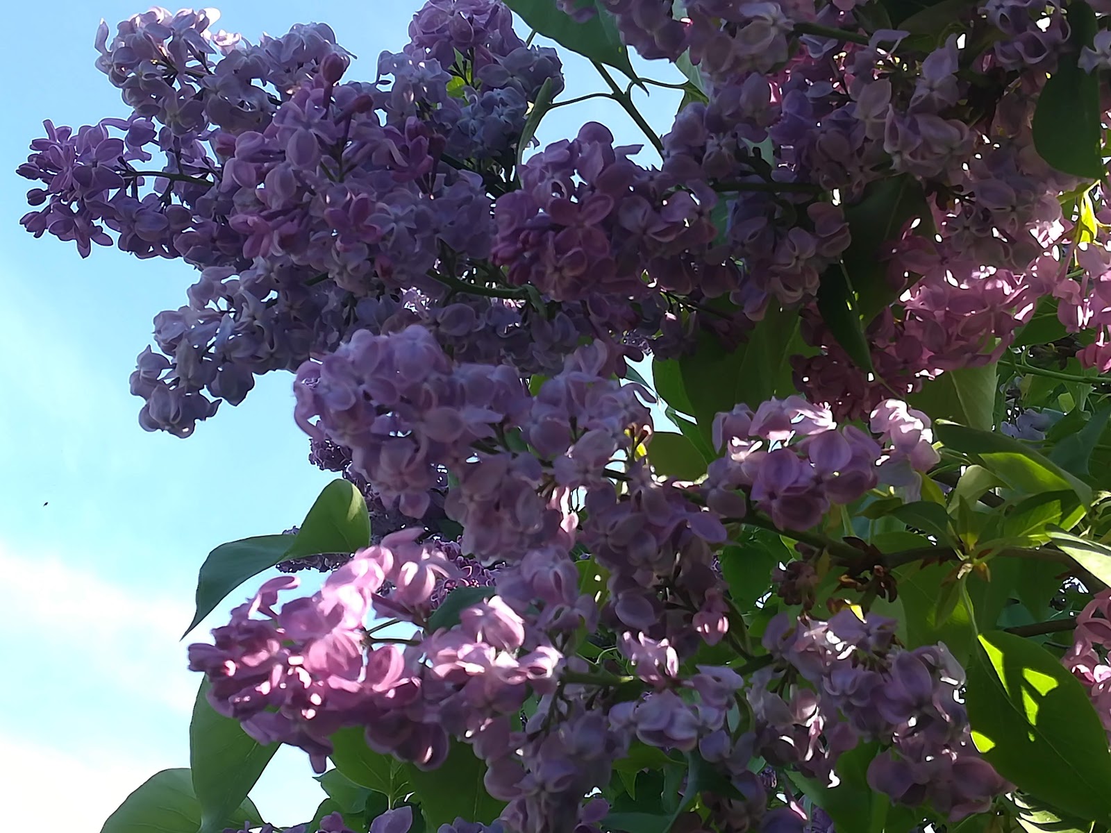 Rohtaias.: Sirel Syringa