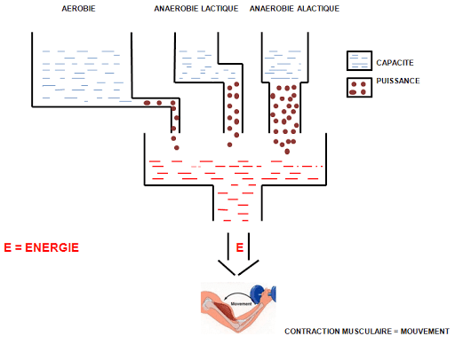 Physiologie de l’effort Schémas et dessins | www.epshypnoseblogspot.com
