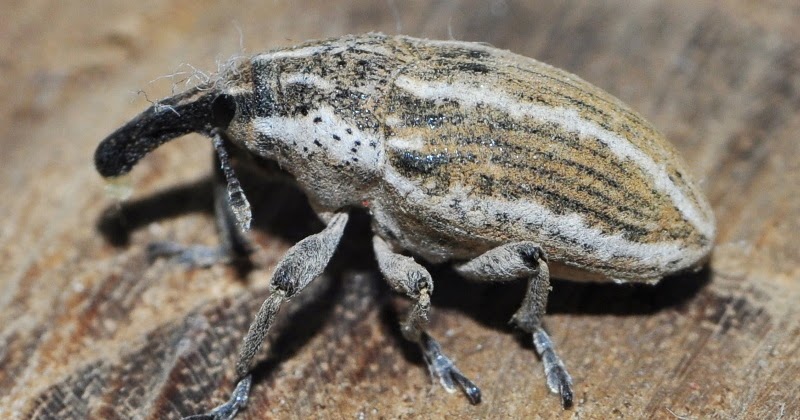 Coleopteros de Villena y comarca: Larinus ursus