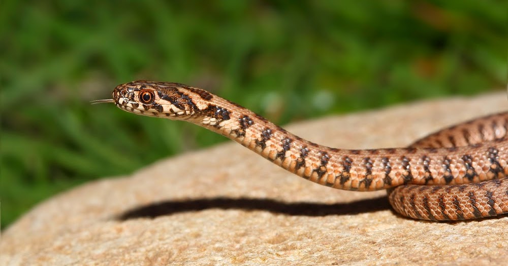 Miradas Cantábricas: Culebra viperina o culebra de agua (Natrix maura)