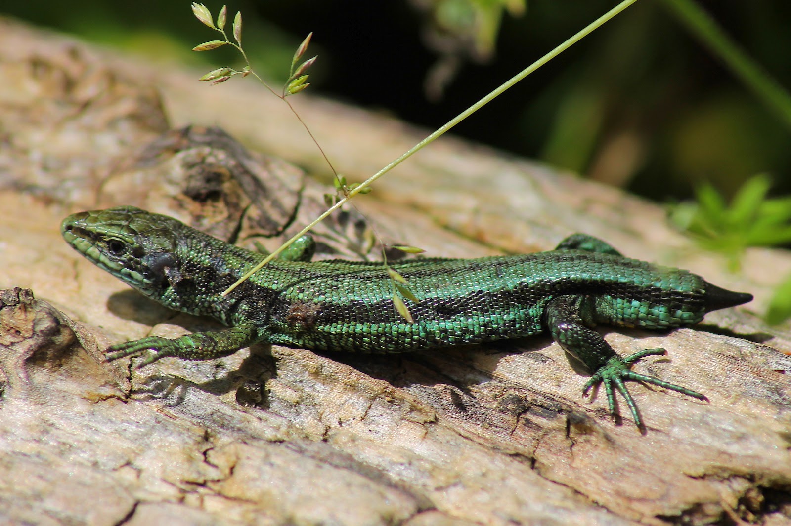 Hooded Birder: Birthday! And some lizards....