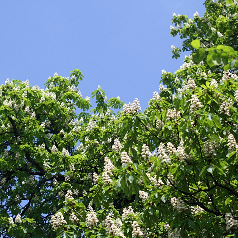 Chestnut Tree, München, Munich, squaremunich, Tore Christianson