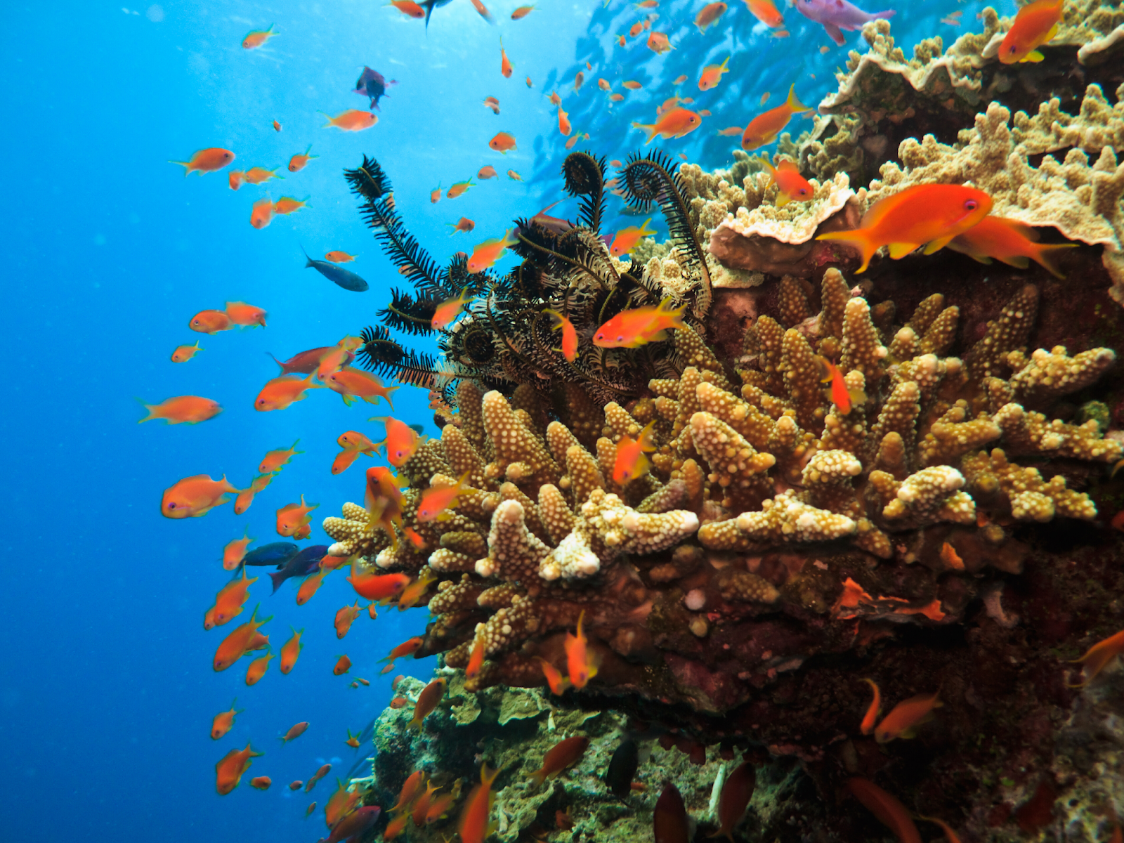 FOSSIL HUNTRESS: CORAL COLONIES