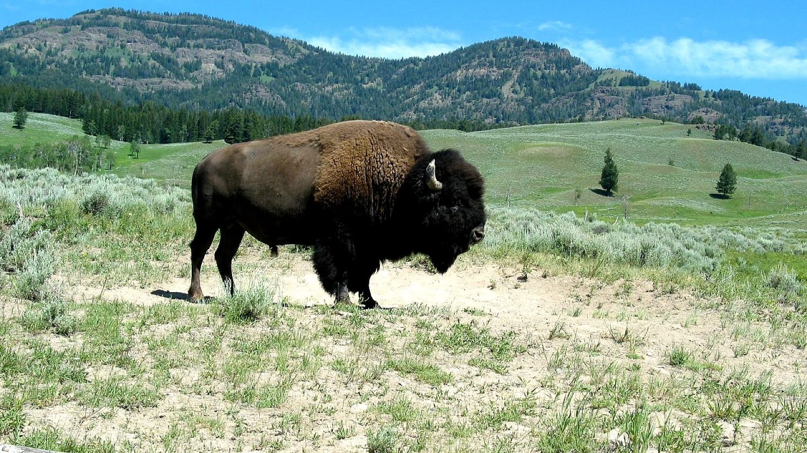 Endangered Species In Yellowstone National Park - Danger Choices