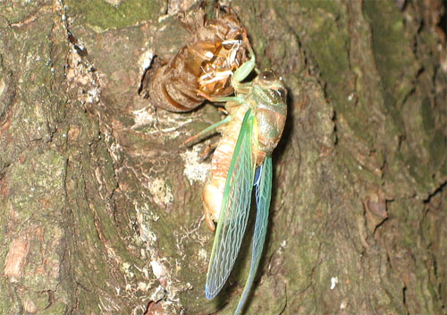 Tonggeret, Vampir Pohon yang Gemar Bernyanyi | RE Tawon
