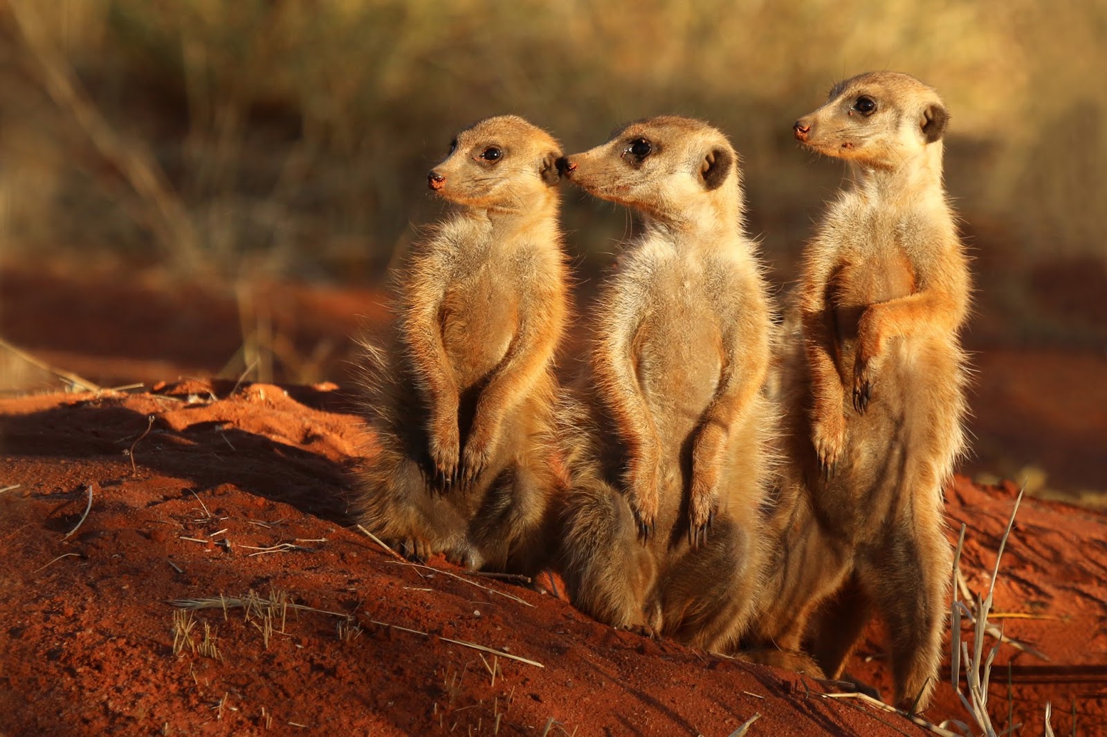 Individualist Movement Blog: Meerkats and Weavers