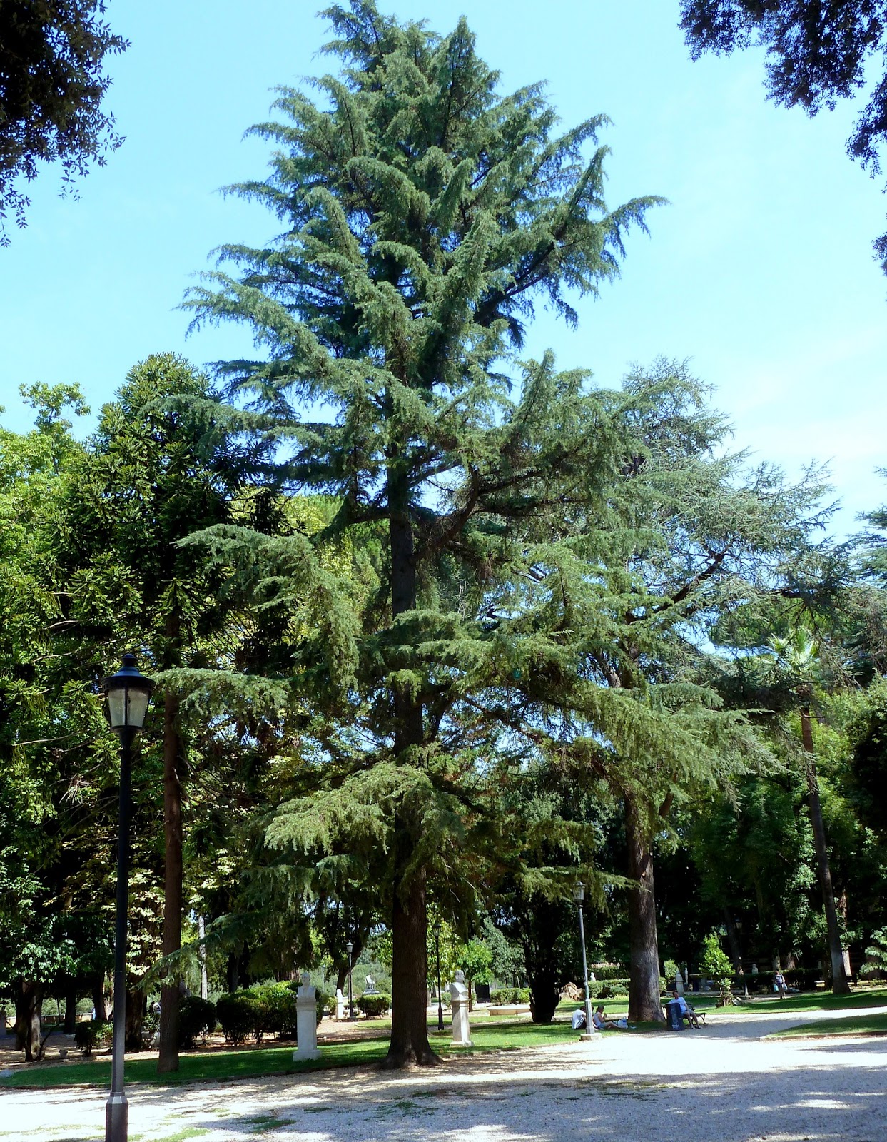 Árboles con alma: Ampliación. Cedro del Himalaya. (Cedrus deodora)