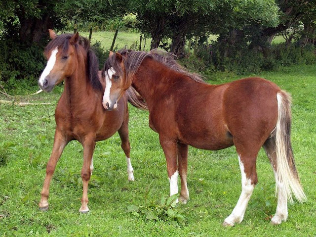 Cavalos Exóticos / Exotic Horses: Pônei Galês (Welsh Mountain Pony)