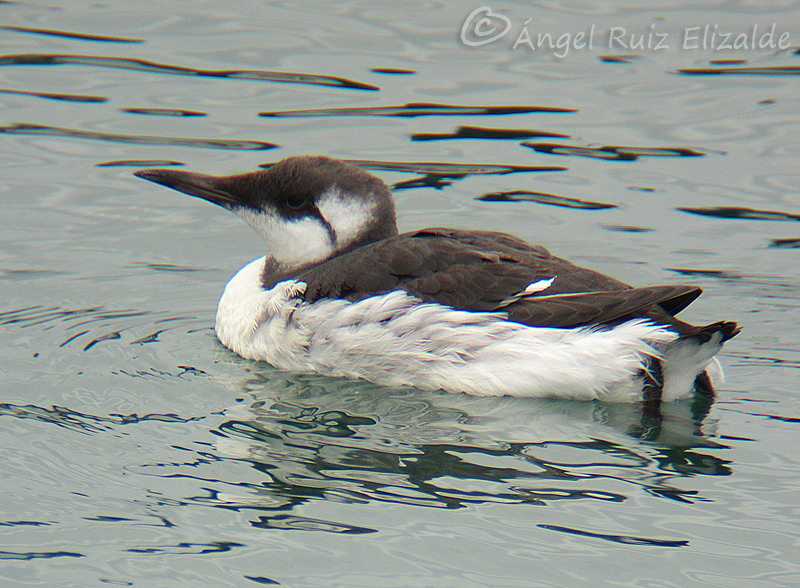 Aves de la Ría de Ajo: Arao común en Santoña...