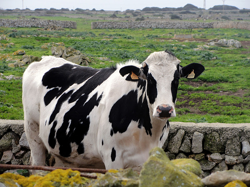 imatges de menorca: VAQUES DEL CAMP DE MENORCA