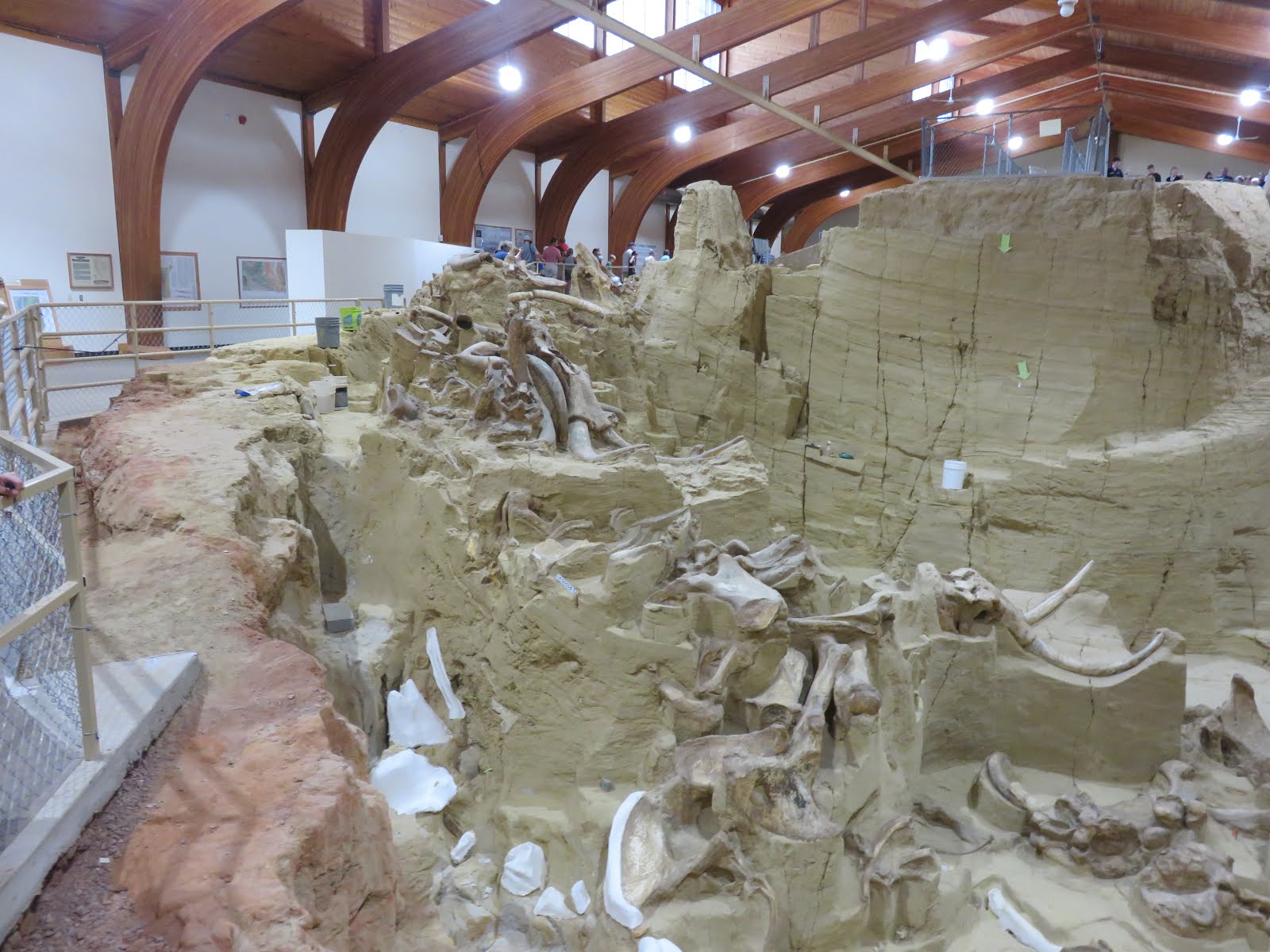 The ShoreXplorers: Seeing a Real Mammoth Dig – The Mammoth Site, Hot ...