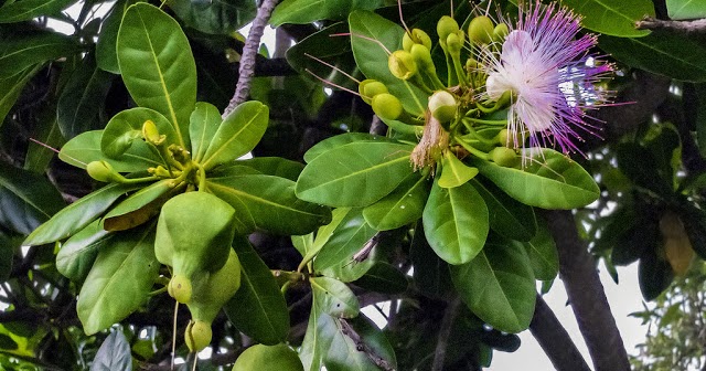 BUAH KEBEN PAPUA HANYA 40 TETES SELAMA 3 BULAN MATA MINUS DAN SILINDRIS ...