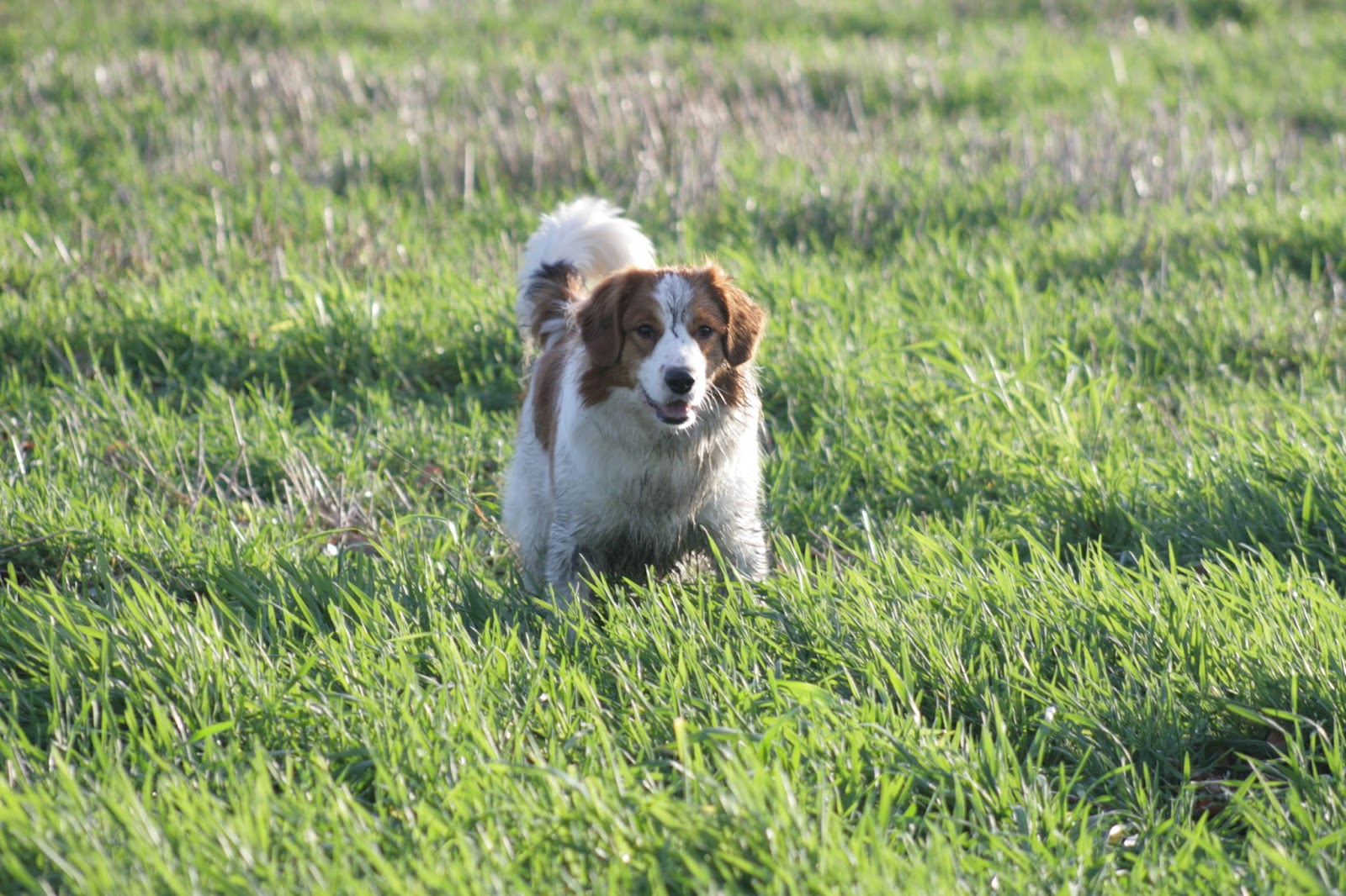 PsieLobby: Kookier Psy