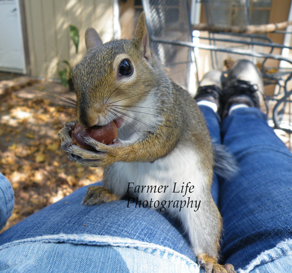 Living A Farmer's Life: Squirrel Spam 2!
