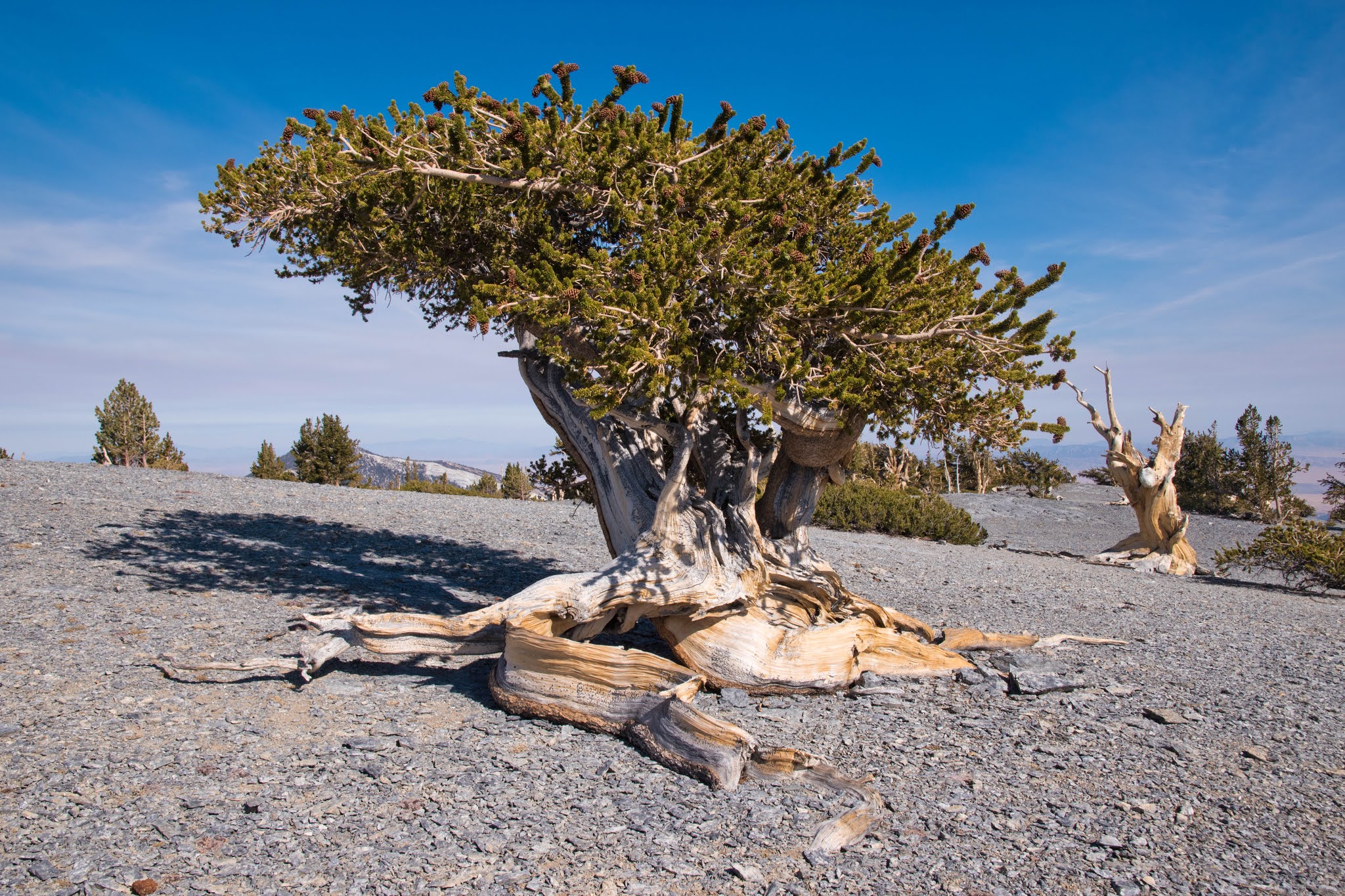 Bristlecone Pine