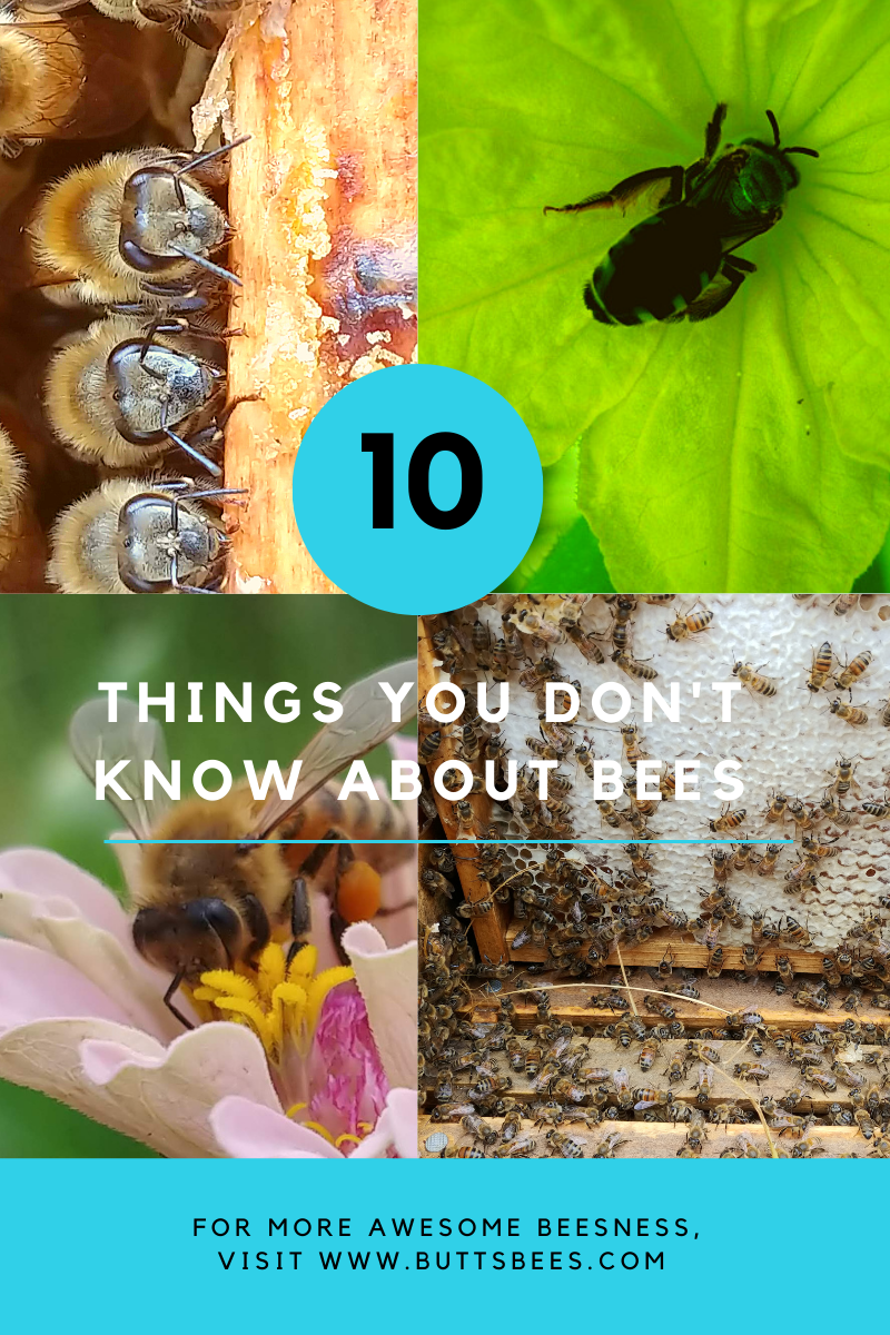 10 Things You Don't Know About Bees