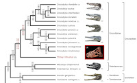 Species New to Science: [Paleontology • 2021] Voay robustus ...