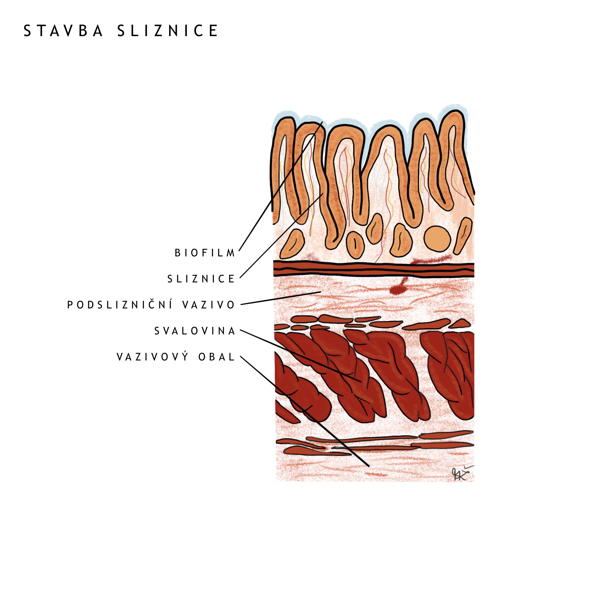 Sliznice ústní dutiny