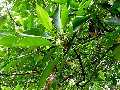 kadolana: ක‍‍ඩොලාන ශාඛ