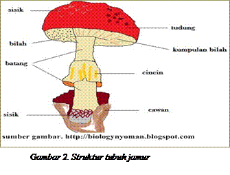 e-modul: E-Modul Jamur