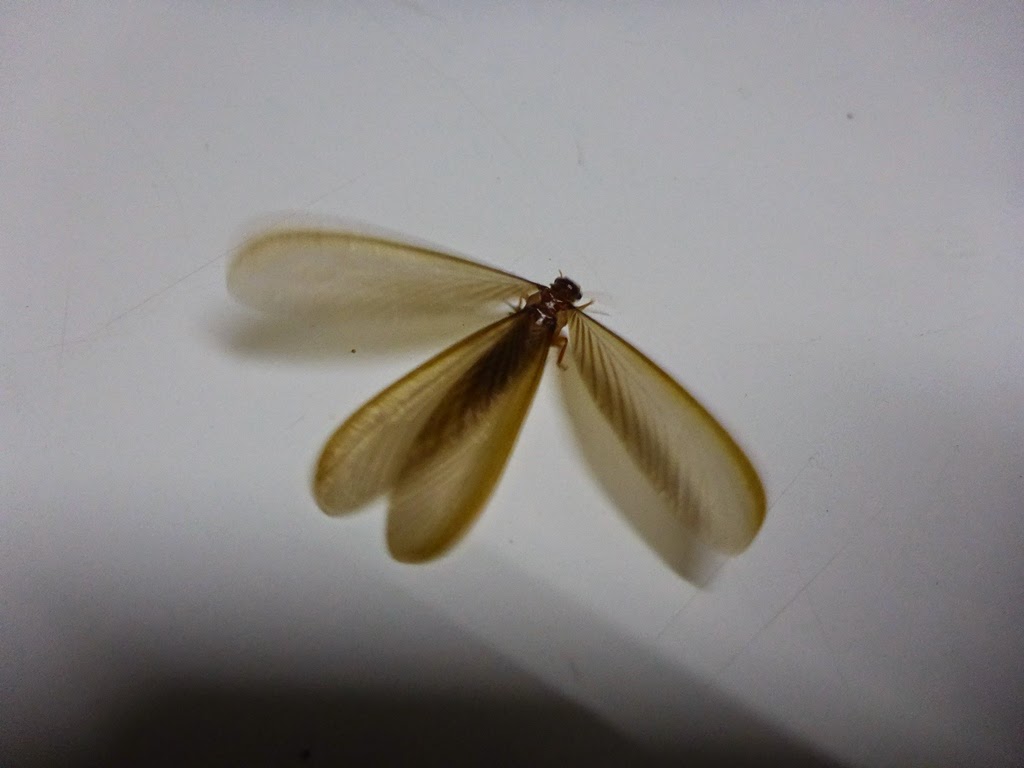 Thai Secret Cooking School and Organic Garden Farm.: Mang Mao Bug: "The ...