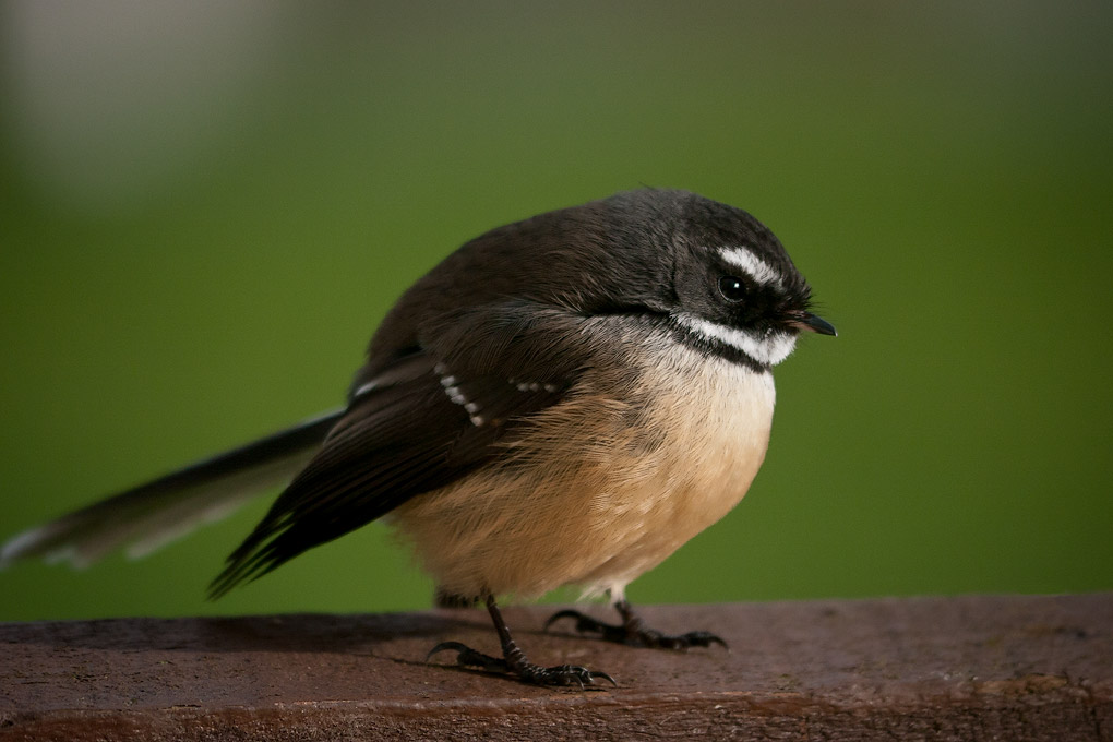 The Ruins of the Moment: Grumpy bird (piwakawaka) — Photos by Pete McGregor