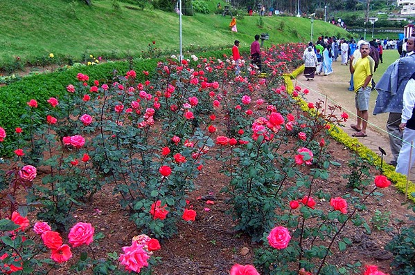 Places to visit in Tamil Nadu: Government Rose Garden, Ooty, Tamil Nadu ...
