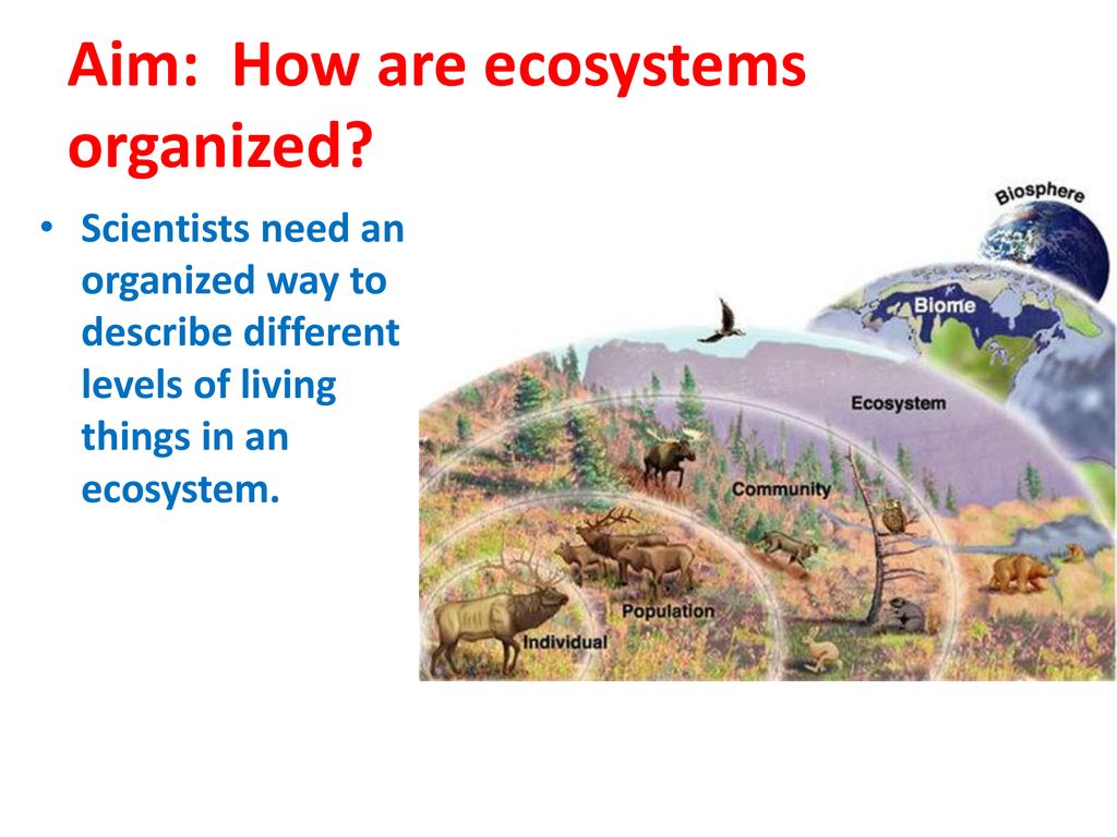 Sixth Grders Biologists : How is an ecosystem?