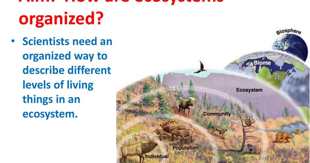 Sixth Grders Biologists : How is an ecosystem?