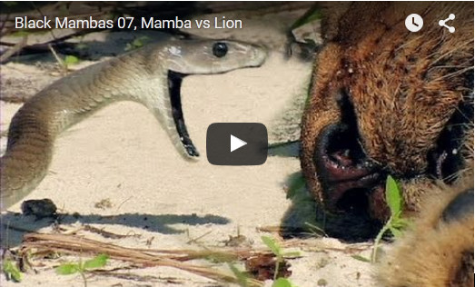 Black Mambas 07, Mamba vs Lion - worl wild animal Intertainmean