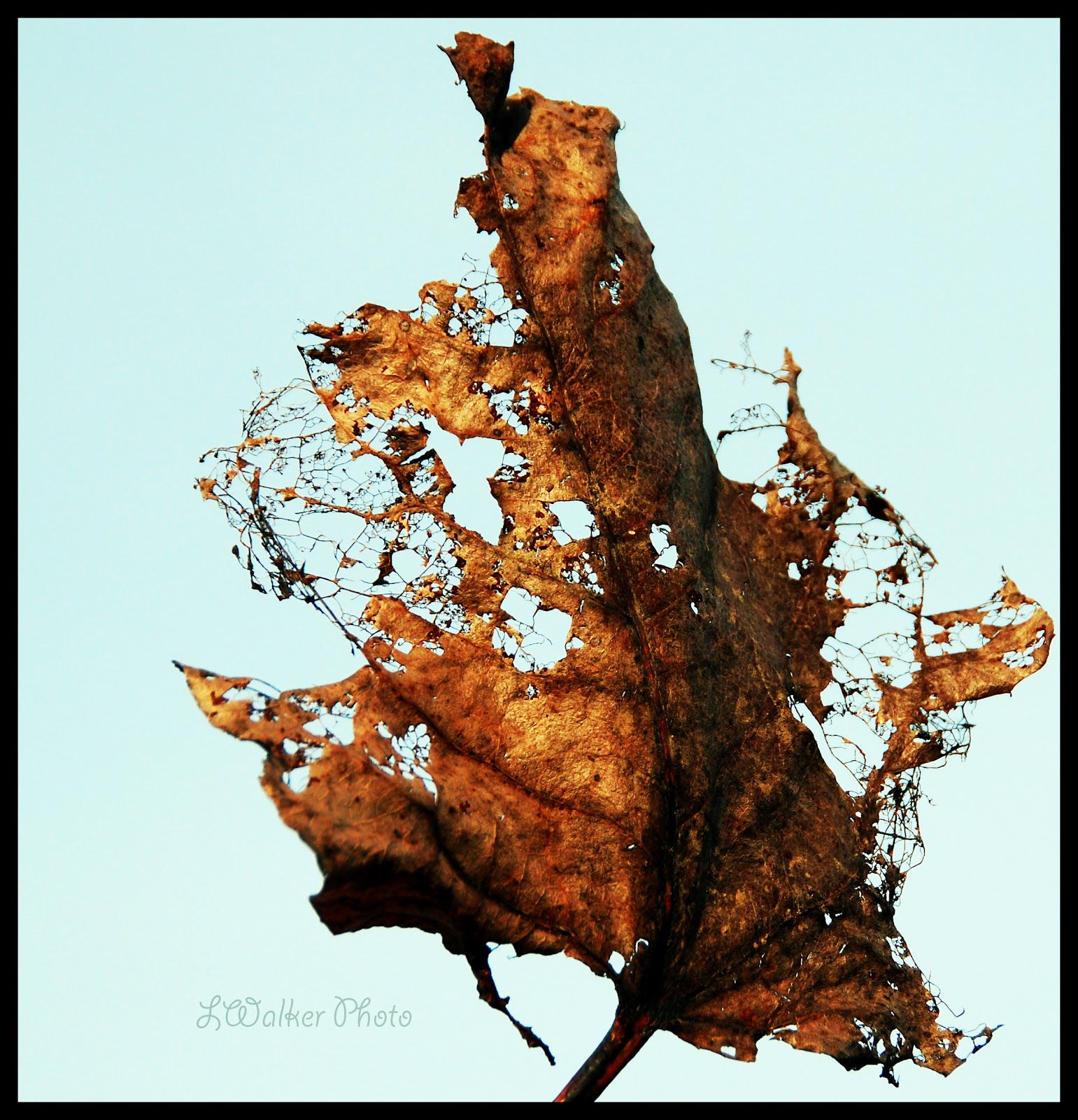 Dew Drops: A Little of This and A Little of That