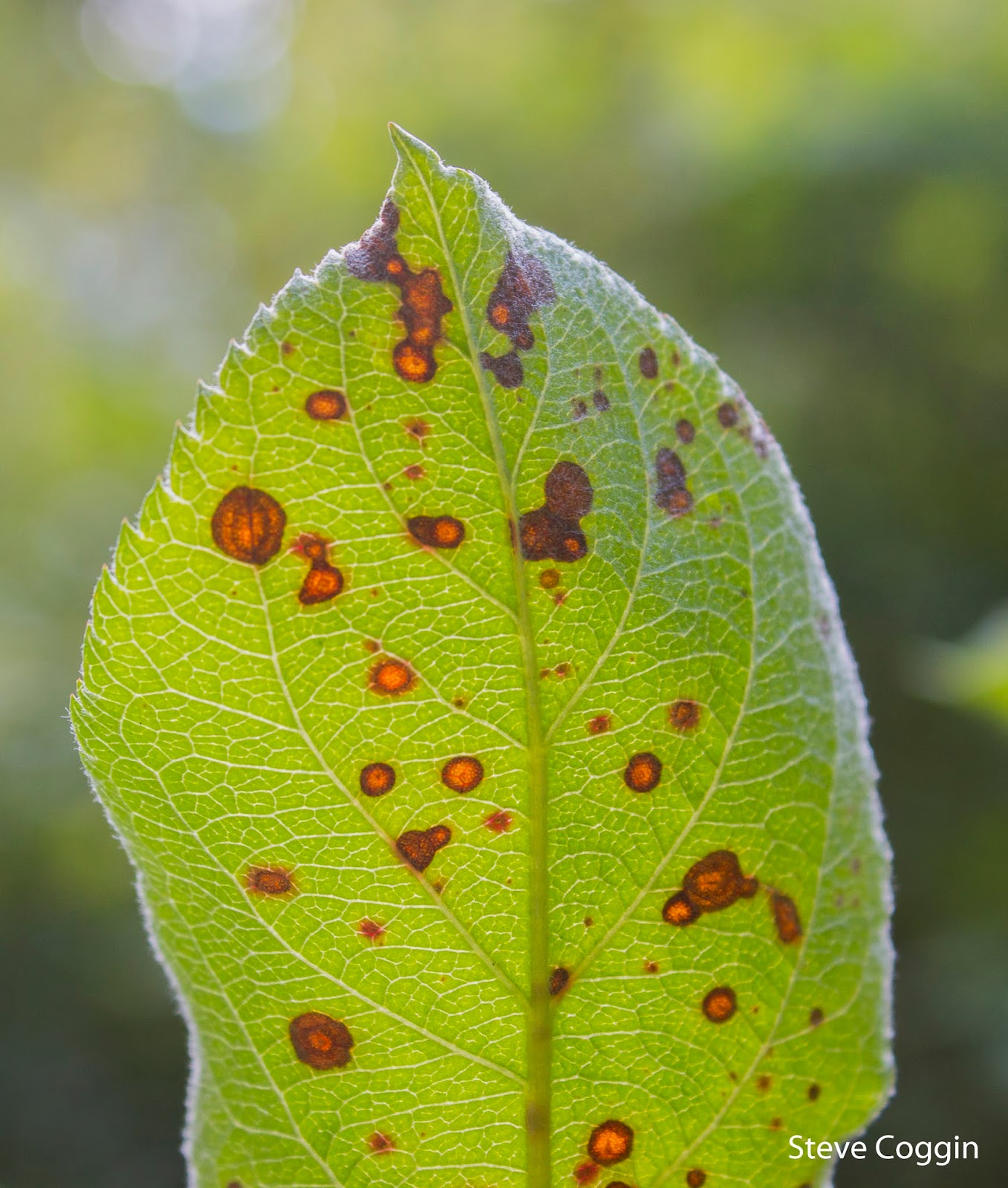 The Incompleat Naturalist Cedar Apple Rust