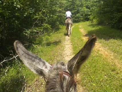 Holes In My Jeans: Our first real donkey trail ride