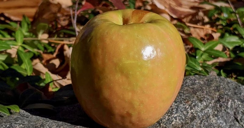 Lucy Glo * - Adam's Apples