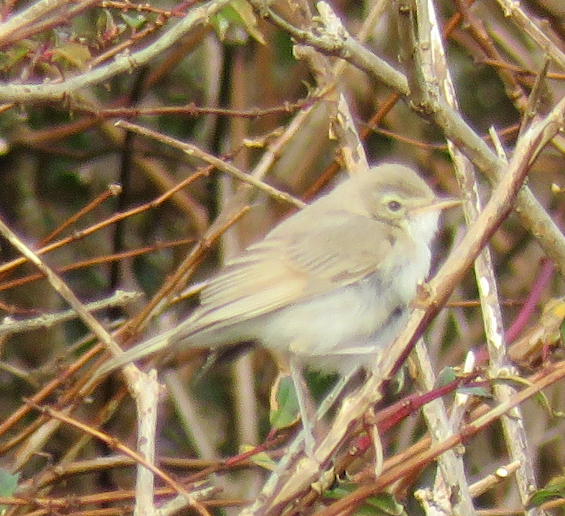 Kerry Birding: Booted Warbler, Bolus Head - First for Kerry