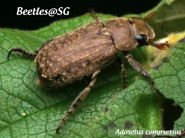 Beetles@SG BLOG: 2020