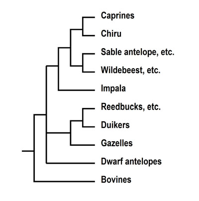 Synapsida: Bovids and Bovines - What Makes a Cow?