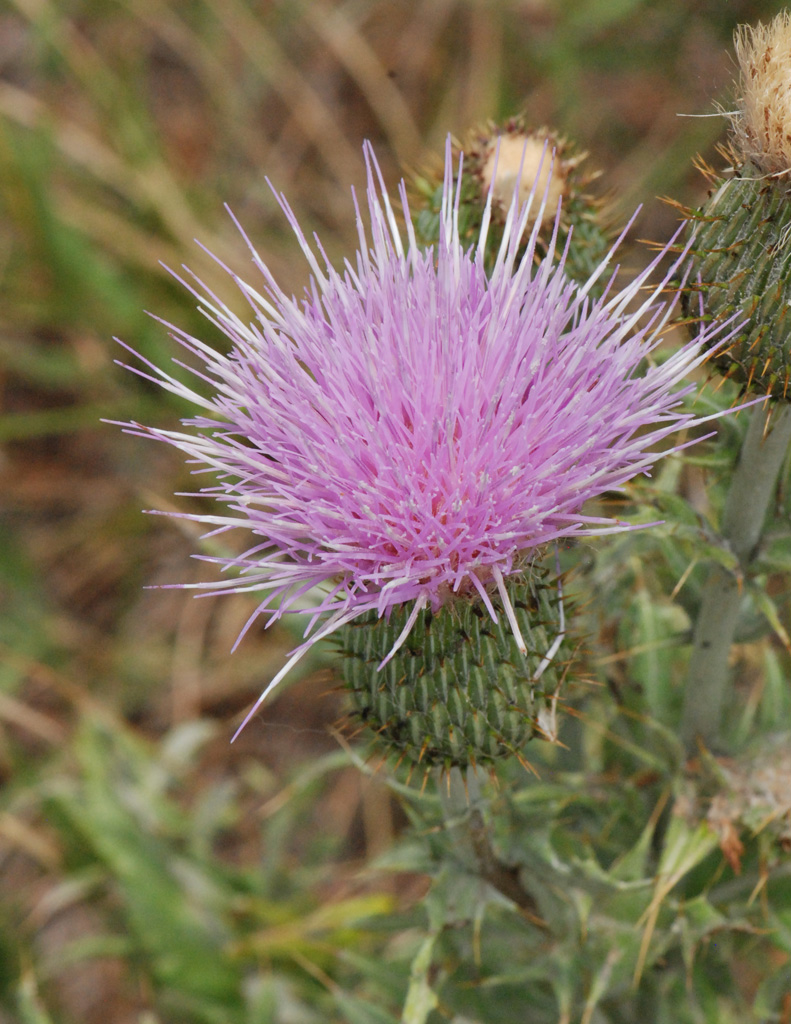 Gaia Garden: Wavy Leaf Thistle - A Welcome Prairie Native