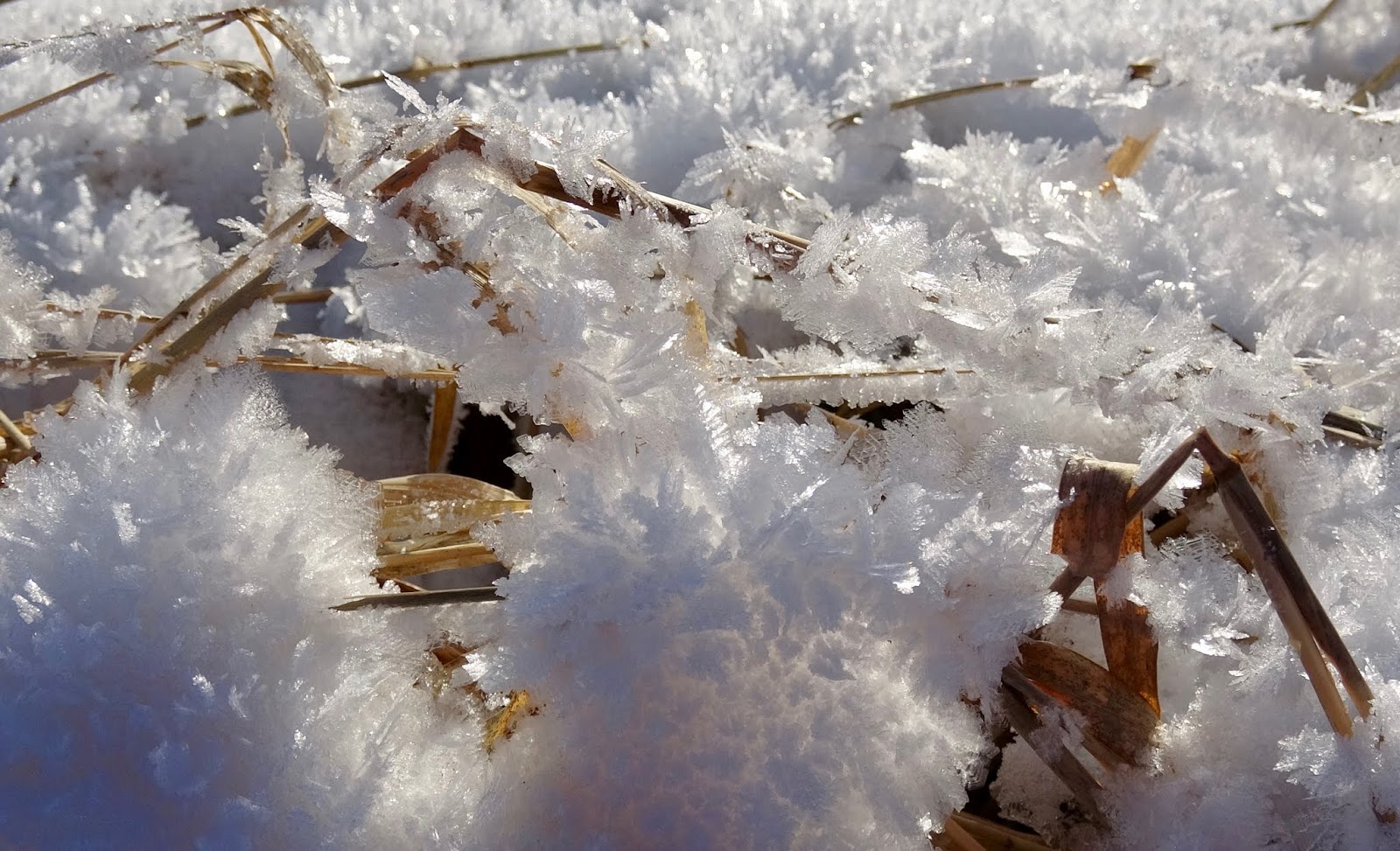 NewBlog: Hoar Frost