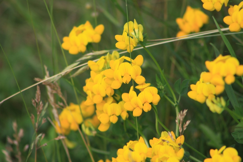 Portland's Back Cove