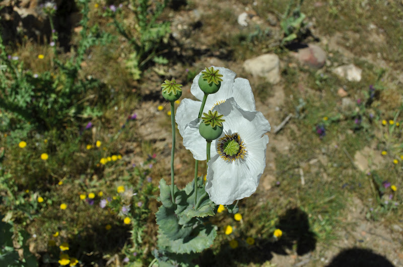 RioYeguas: Adormidera. Papaver somniferum. Planta del Opio