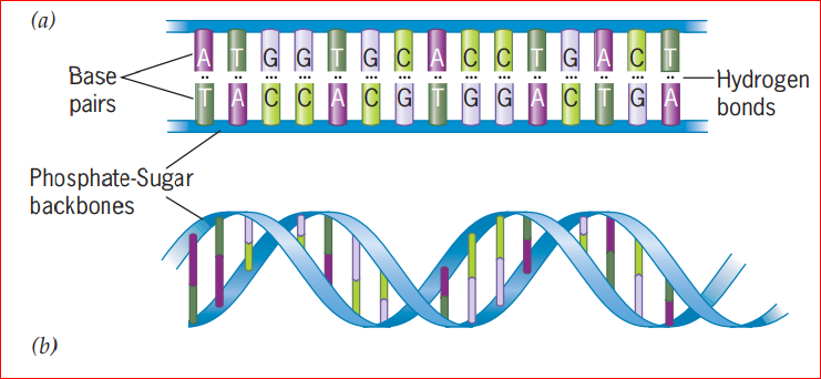 BIOLOGI GONZAGA: INTERFASE - MITOSIS- INTERFASE (SIKLUS SEL)