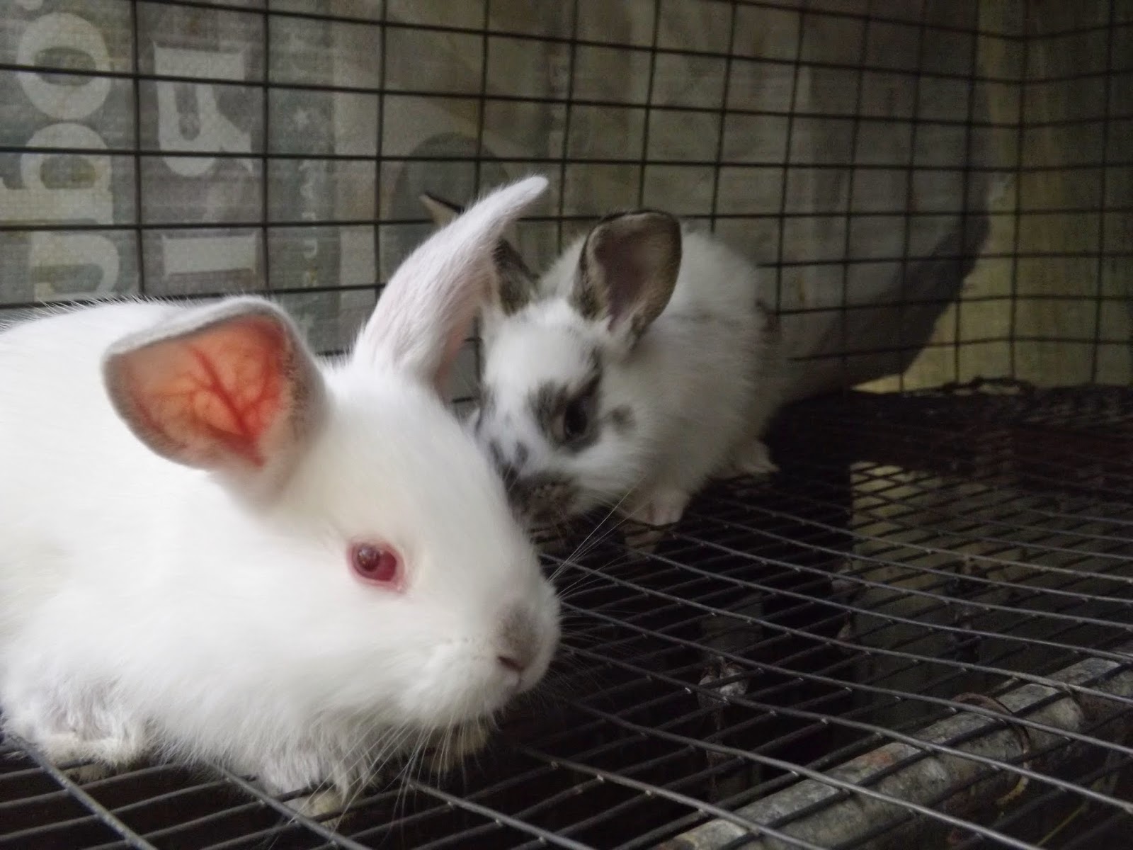 Wild Tree Tops: 4 Week Old Bunnies