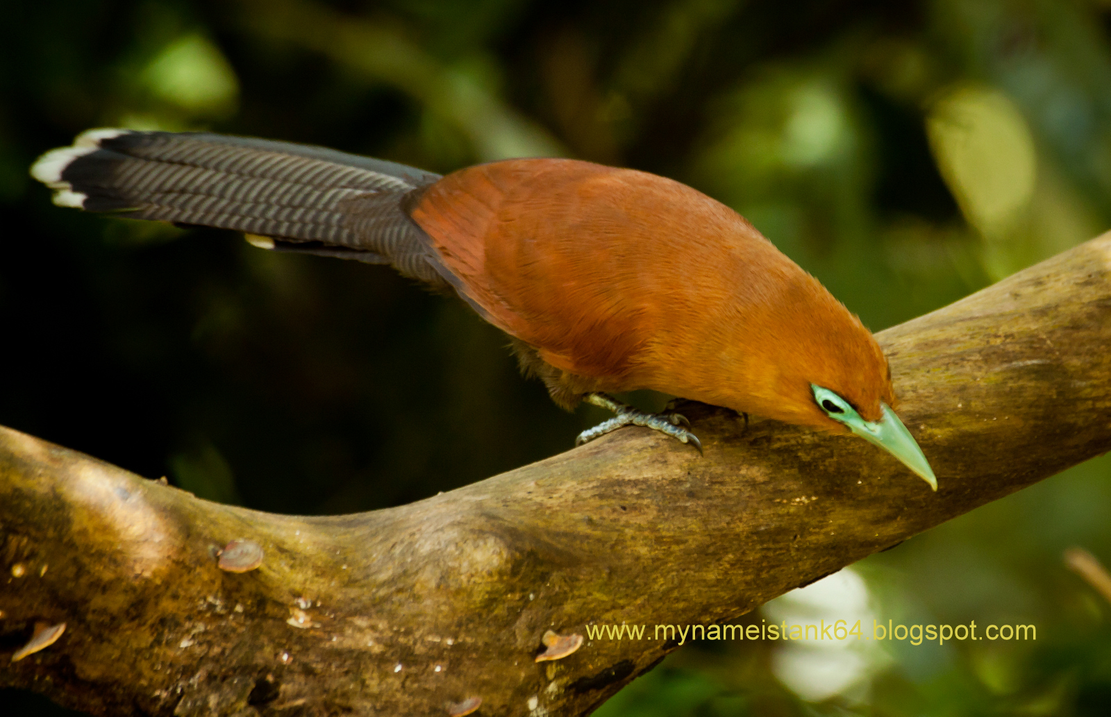 Birds of Malaysia @ mynameistank64: Raffles's Malkoha (Rhinortha ...