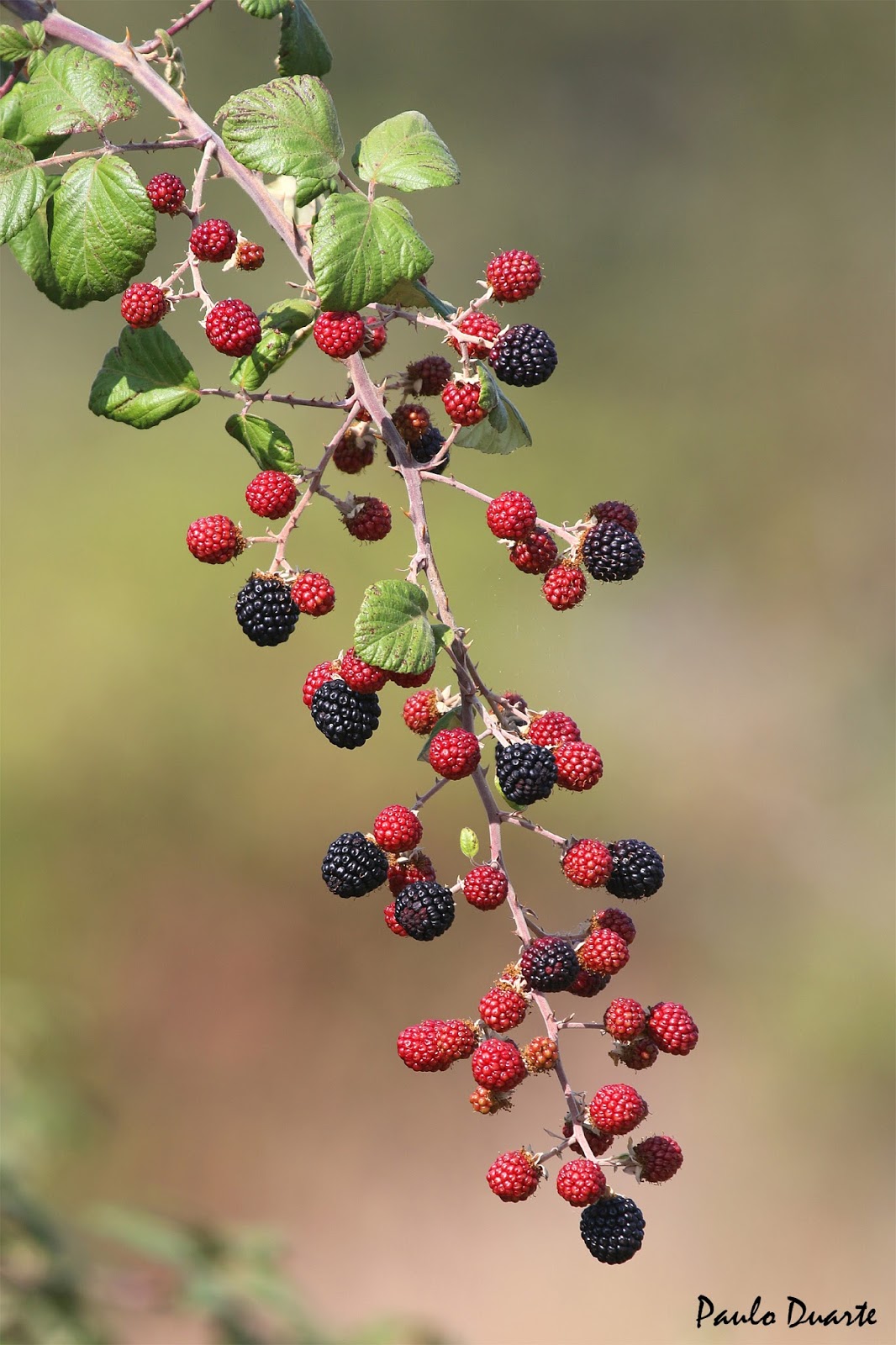 Vislumbres...: Silva, a planta...